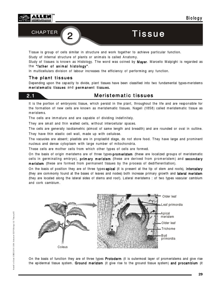 02 Tissue | PDF | Epithelium | Tissue (Biology)
