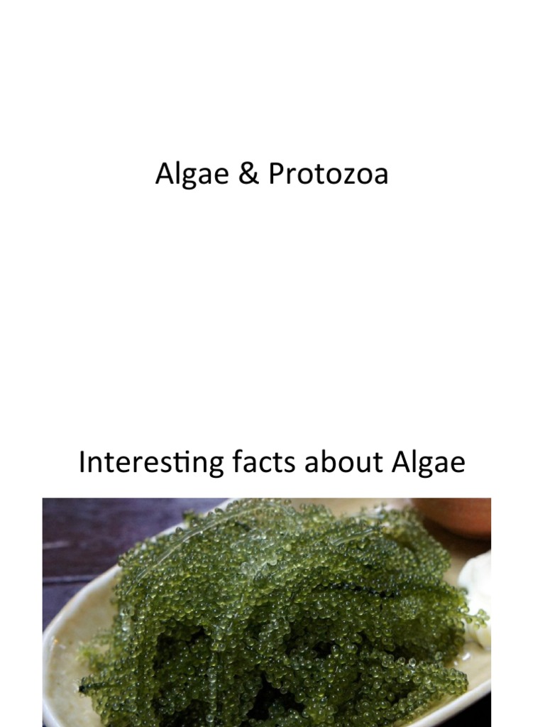 Facts Algae & Protozoa | PDF