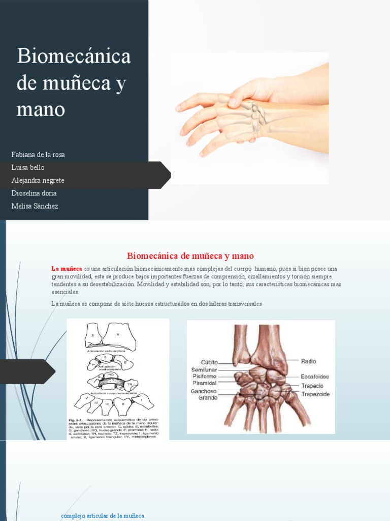 Biomecanica de Muñeca y Mano Completa | PDF | Mano | Anatomía