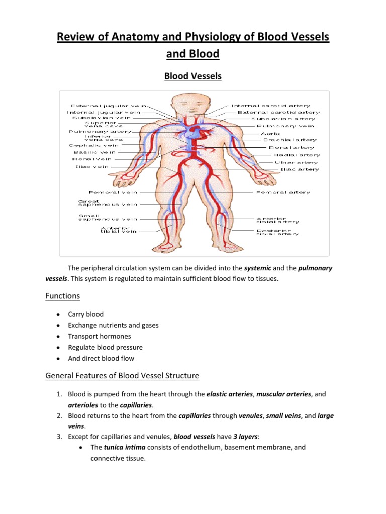 Blood Vessel Anatomy and Function | PDF | Aorta | Artery