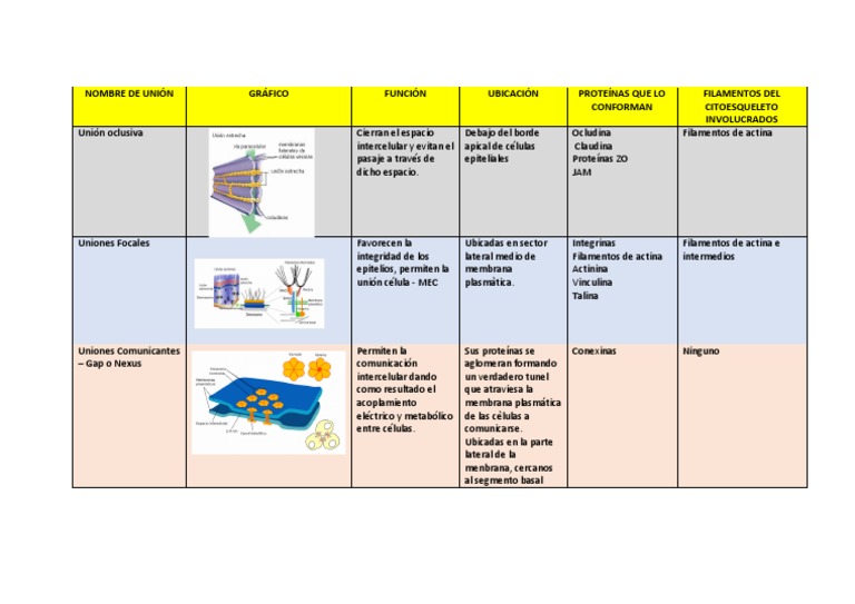 Uniones Intercelulares | PDF