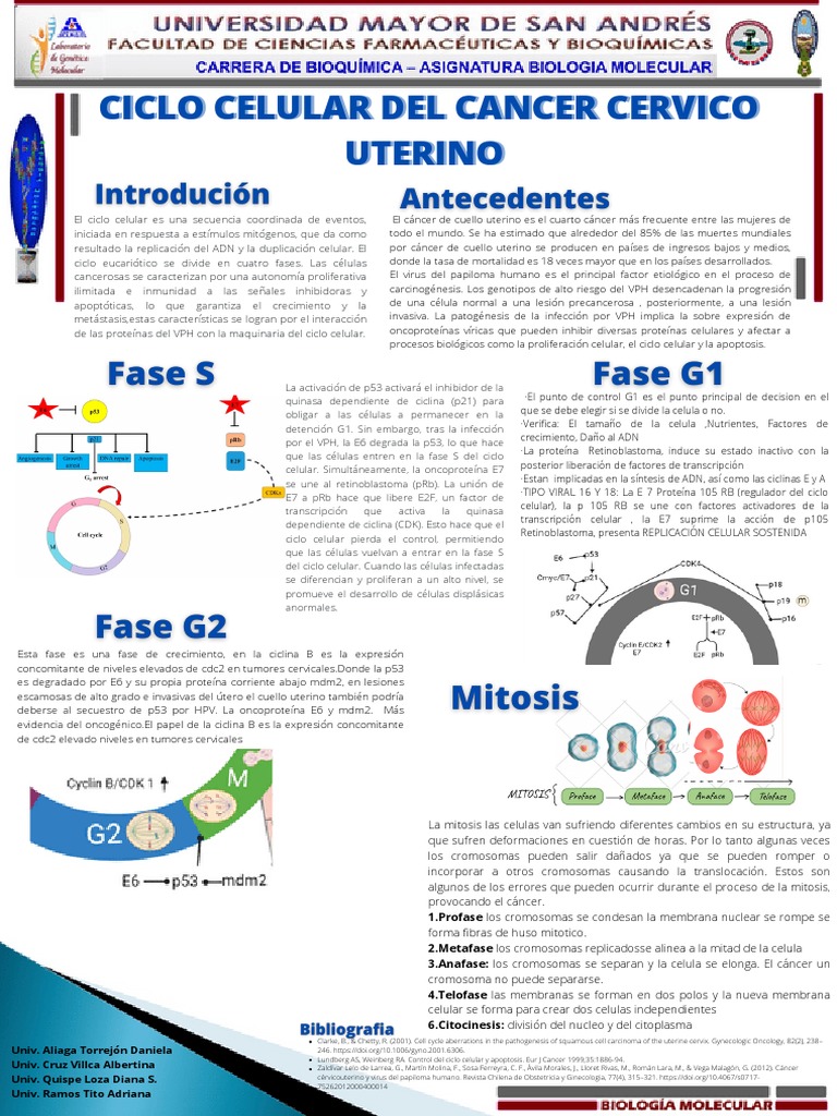 Poster Ciclo Celular Del Cancer Cervico Uterino | PDF | Ciclo celular | P53