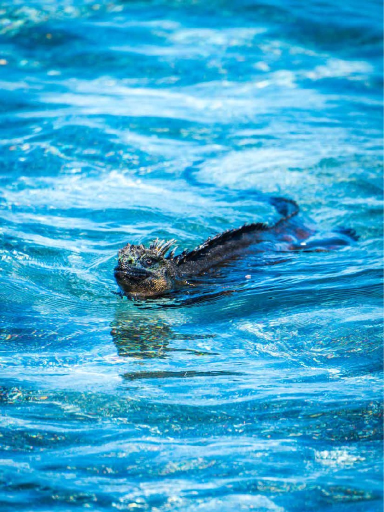 Amblyrhynchus Cristatus El Unico Lagarto Marino de | PDF | Islas ...