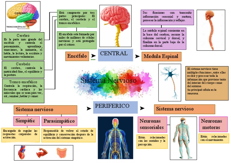 Mapa Mental Del Sistema Nervioso | PDF | Cerebro | Sistema nervioso