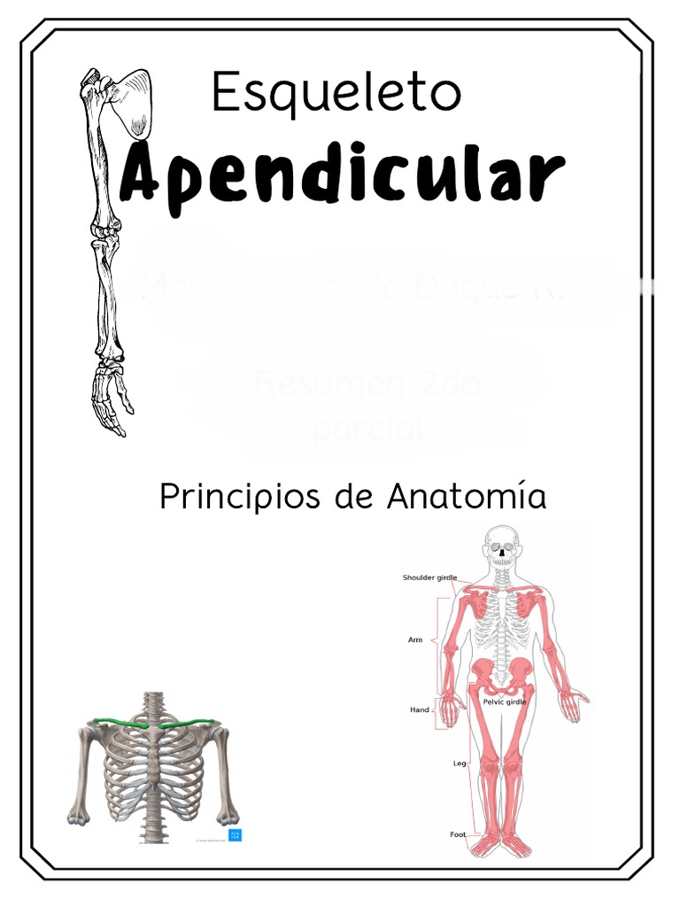 Esqueleto Apendicular | PDF | Estudios de idiomas extranjeros | Salud y bienestar