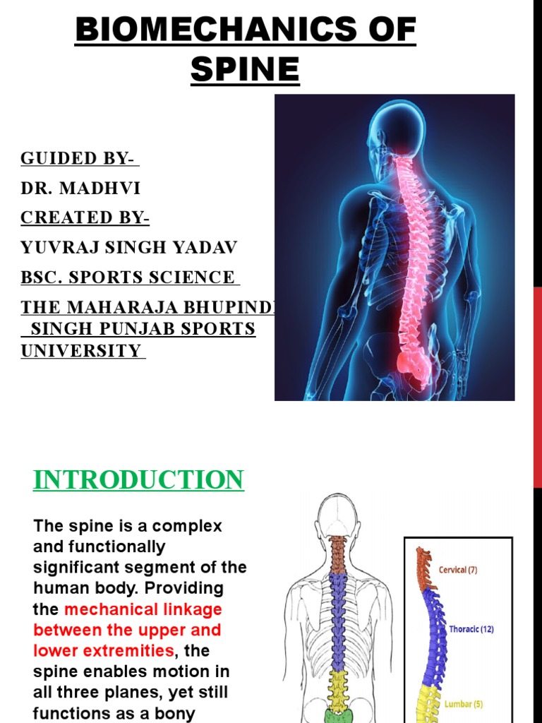 Biomechanics of the Spine Explained | PDF | Vertebral Column | Vertebra