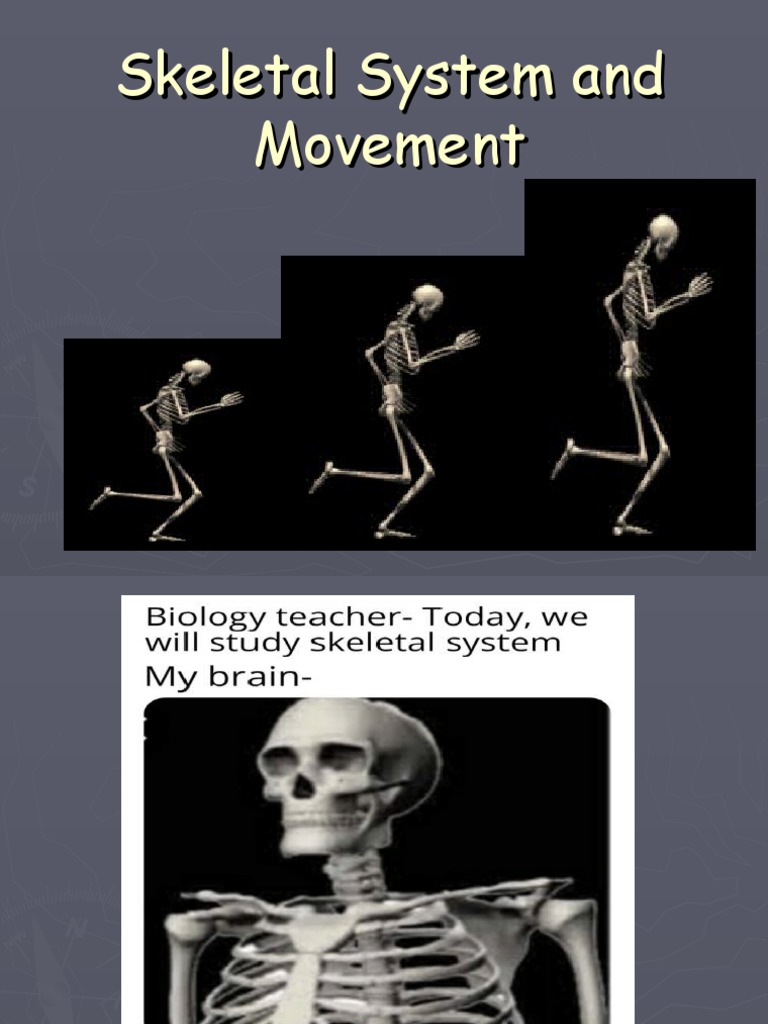 Skeletal System Powerpoint | PDF | Skeleton | Skeletal Muscle