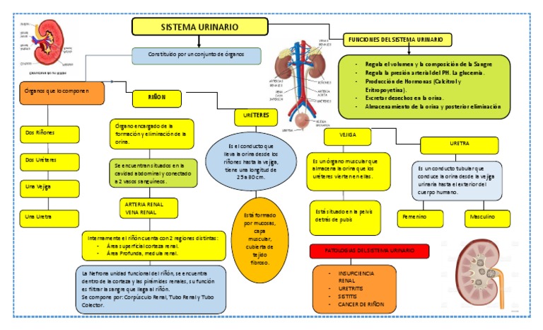 Mapa Conceptual Sistema Urinario 1 | PDF | Riñón | Sistema urinario