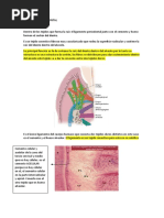 Proceso Alveolar | PDF | Hueso | Anatomía