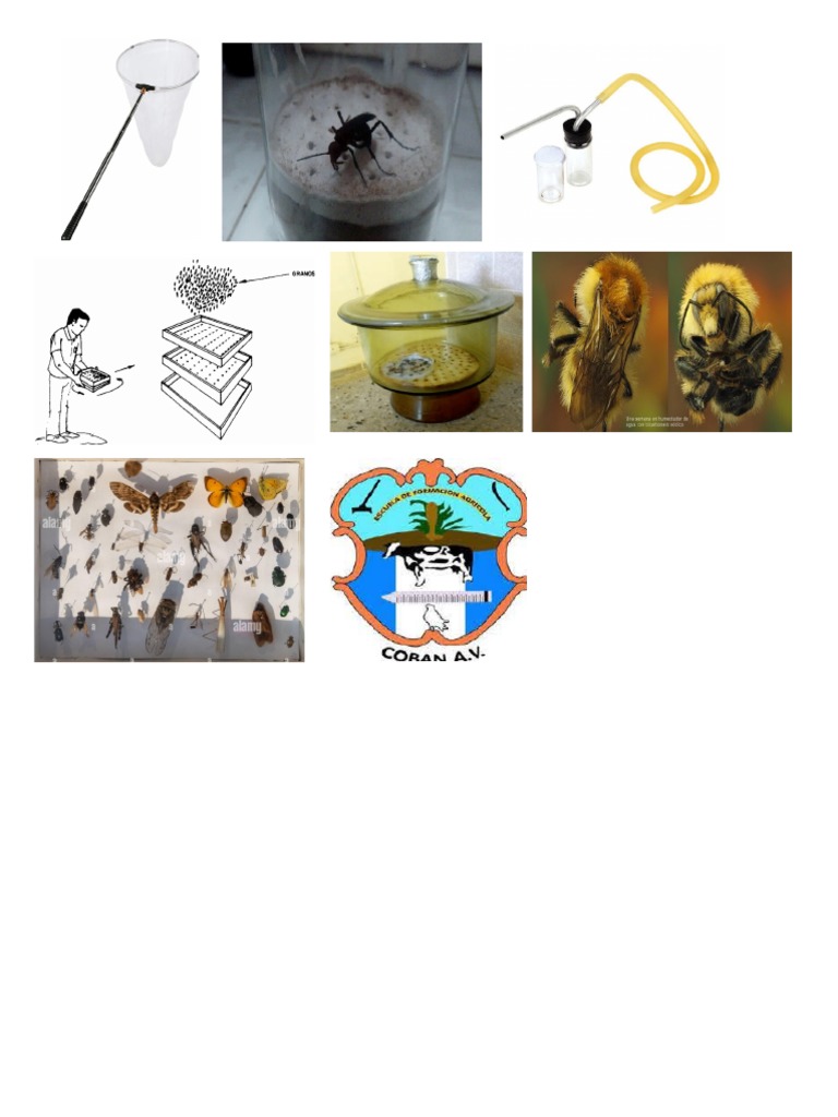 Imagenes de Insectario | PDF