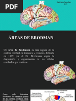 52 Areas Brodman y Sus Funciones | PDF | Tálamo | Percepción visual