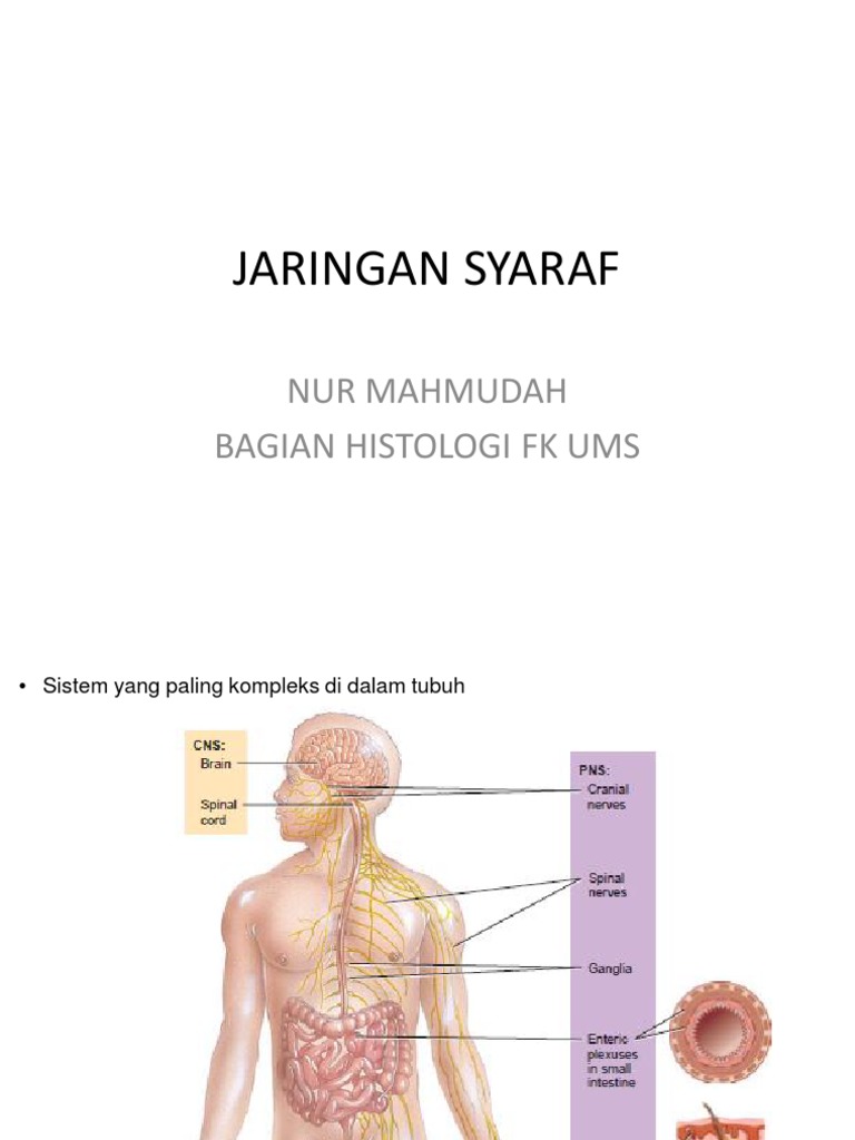Overview Textus Nervosus DR Nurmahmudah | PDF