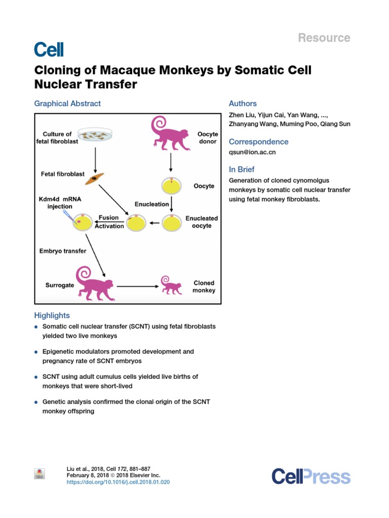 Articulo Macacos | PDF | Biology | Developmental Biology