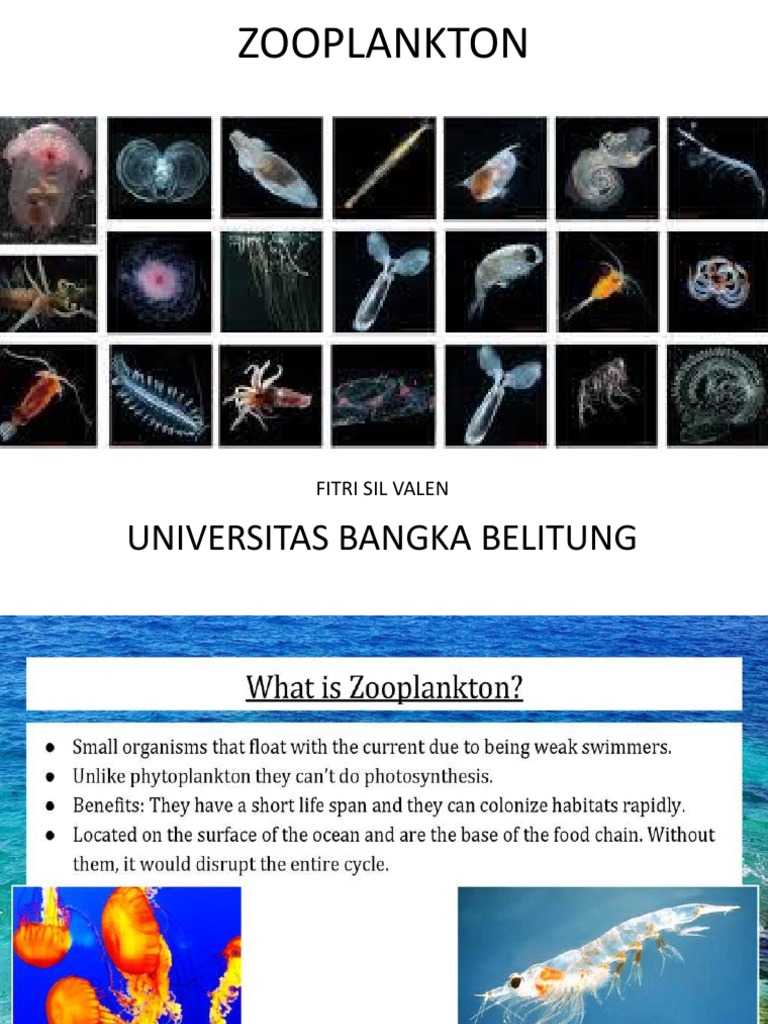 12 Zooplankton | PDF | Biology | Organisms