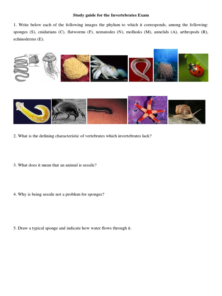 Study Guide For The Invertebrates Exam | PDF | Invertebrate | Mollusca