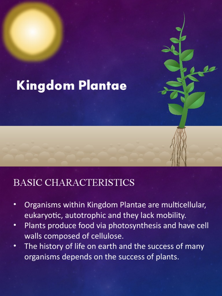 Kingdom Plantae | PDF | Plants | Leaf