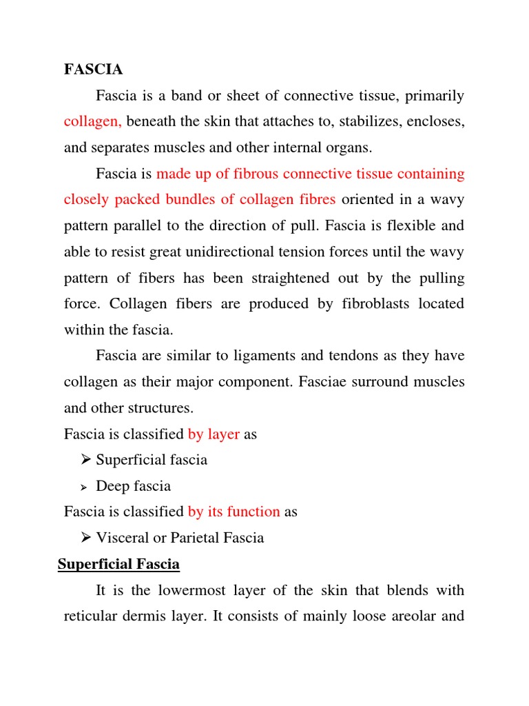 FASCIA | PDF | Anatomy | Human Anatomy