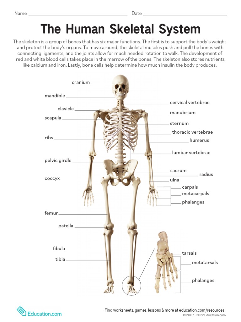 Human Skeletal System | PDF | Skeleton | Vertebra