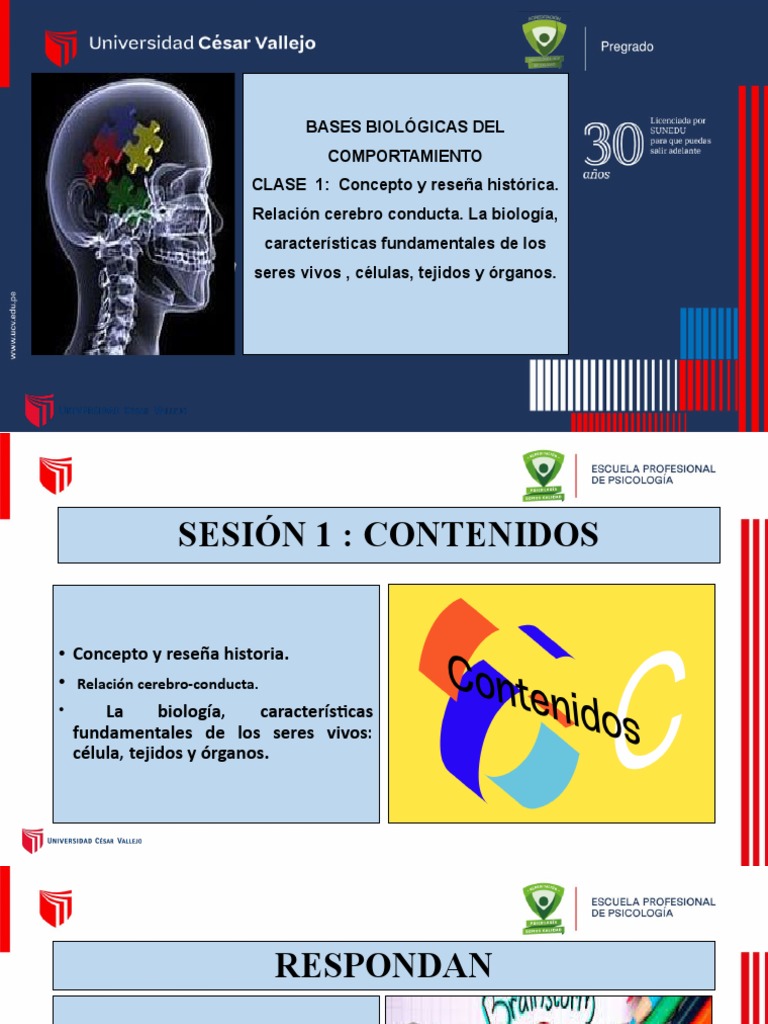 S1 Relación Cerebro Conducta | PDF | Cerebro | Corteza cerebral