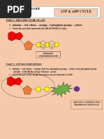 Stem 11 - Genbio 1 Notes | PDF | Meiosis | Mitosis