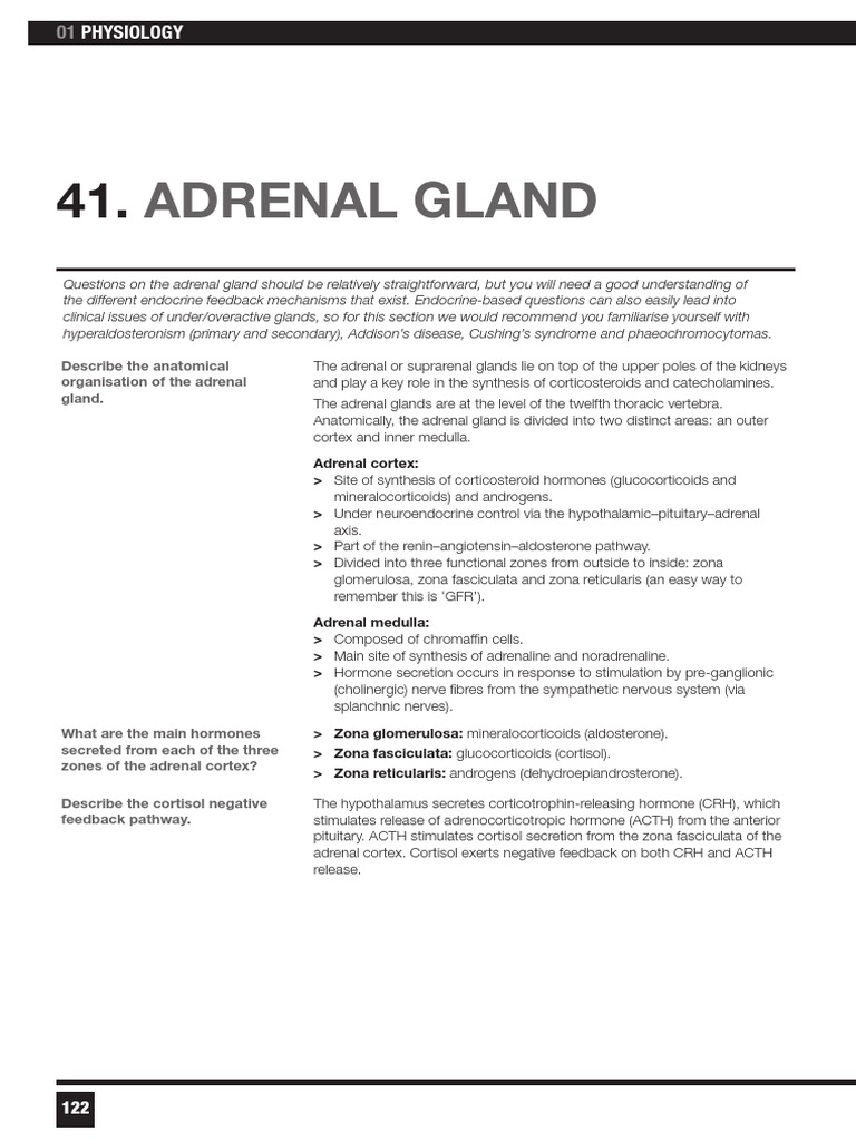 Adrenal Gland Pdf Adrenal Gland Angiotensin