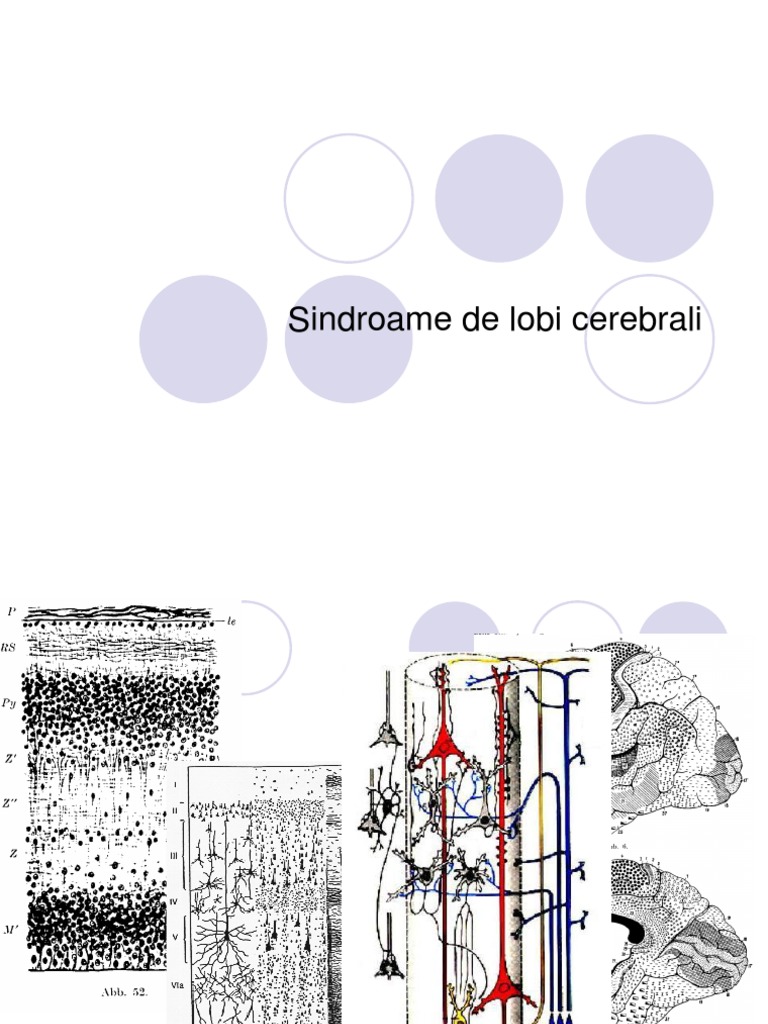 Curs 4 Lobii Cerebrali | PDF | Parietal Lobe | Neuroscience