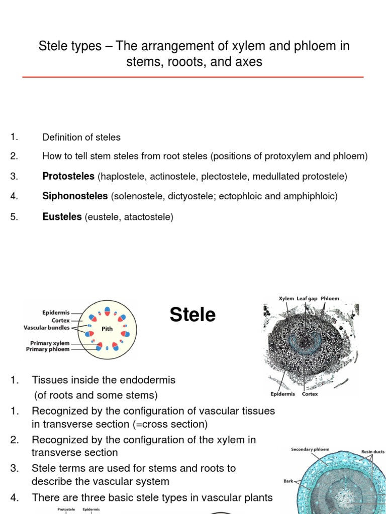 Stele Types - The Arrangement of Xylem and Phloem in Stems, Rooots, and ...