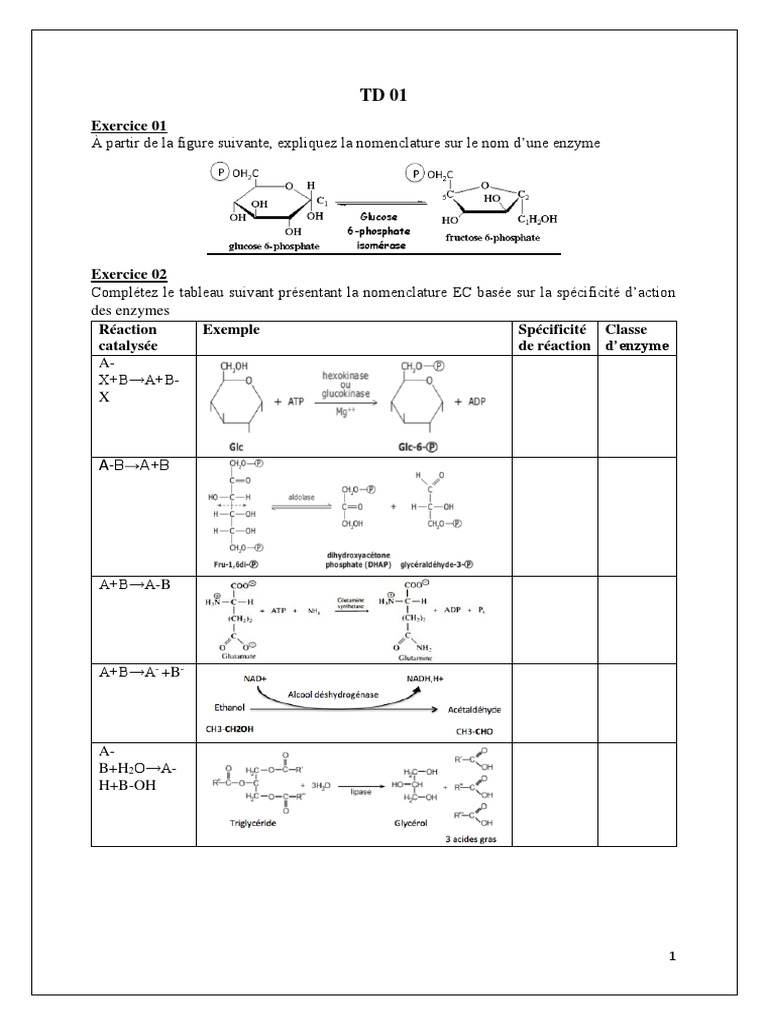 TD 01 Enzymologie | PDF