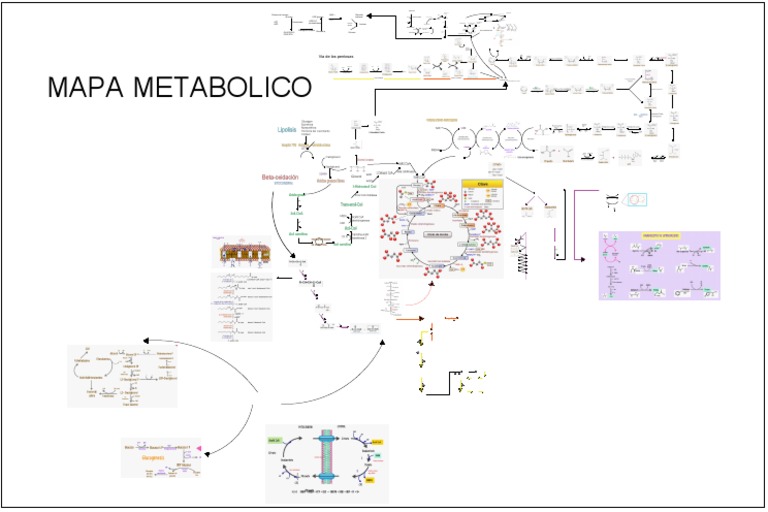 Mapa de Rutas Metabolicas | PDF | Nicotinamida Adenina Dinucleótido Fosfato | Glucógeno