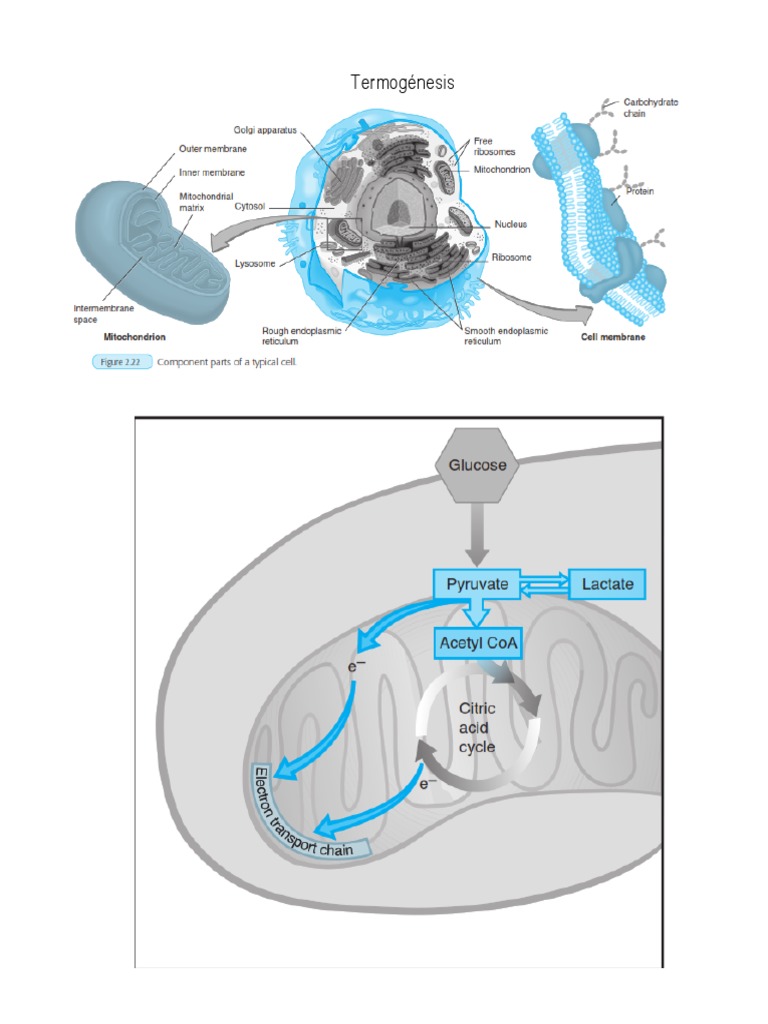 Termogénesis Mitocondrial | PDF
