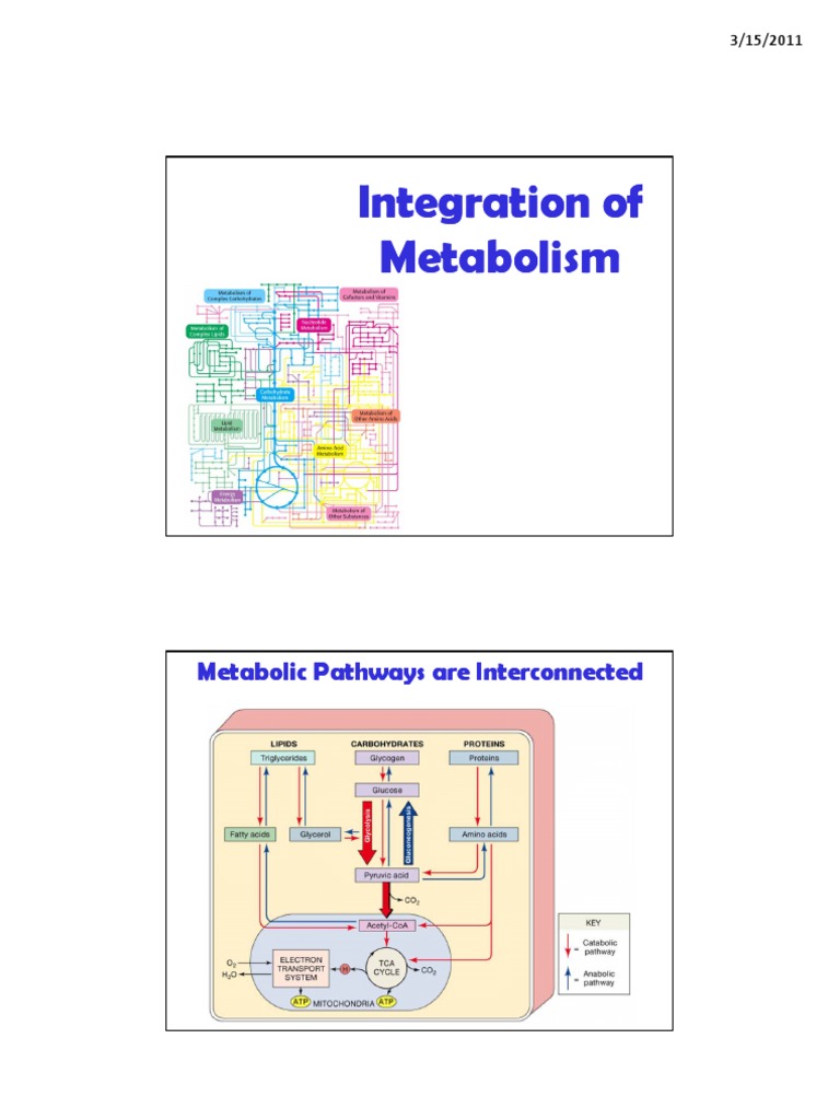 Integration Of Metabolism Integration Of Metabolism Pdf Metabolism