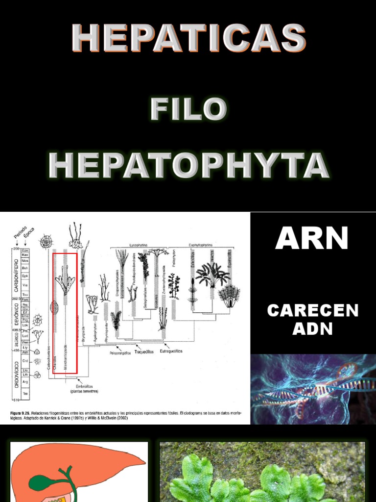 Tipos y características de hepáticas | PDF | Organismos | Plantas