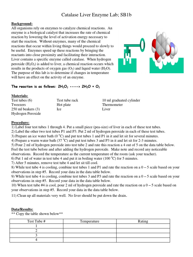 Catalase Liver Enzyme Lab SB1b: Background | PDF | Chemical Reactions ...