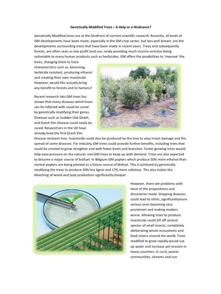 Genetically Modified Trees | PDF