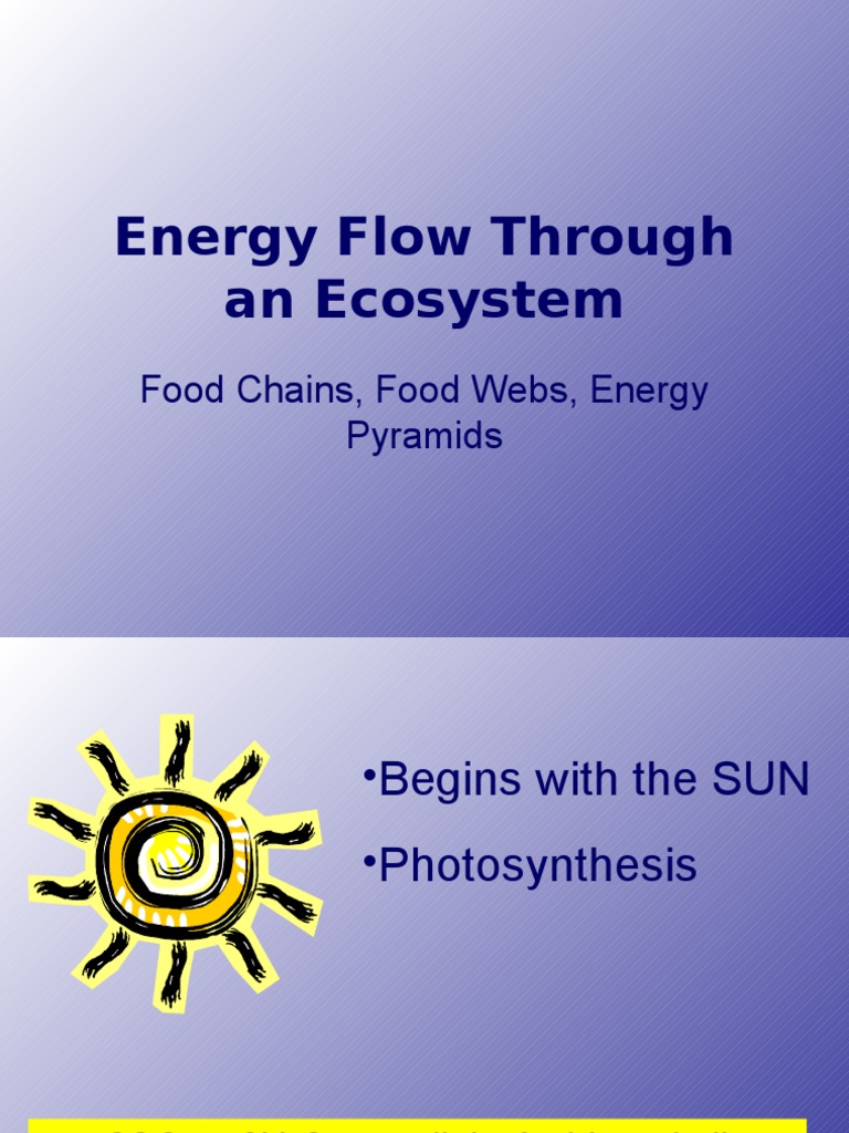 Energy Flow | PDF | Food Web | Herbivore
