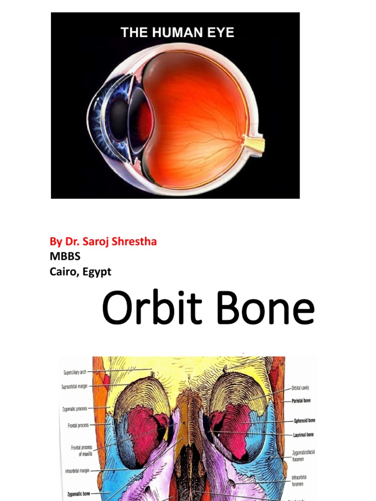 Human Eye | PDF | Eye | Human Eye