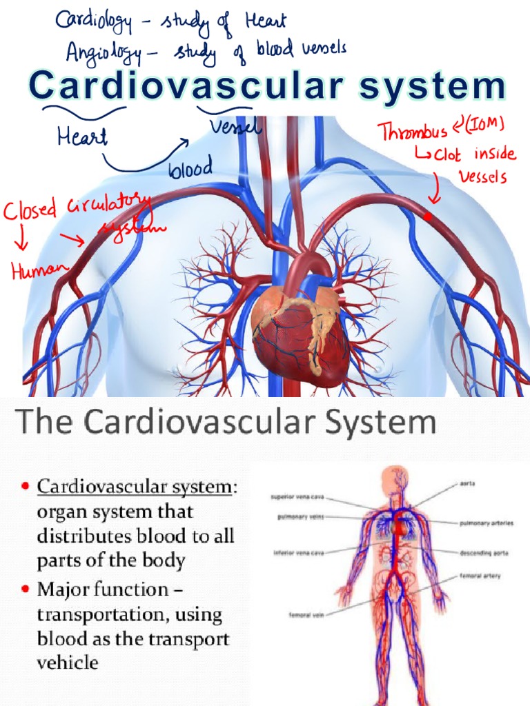 Cvs Mbbs PDF | PDF | Heart | Circulatory System
