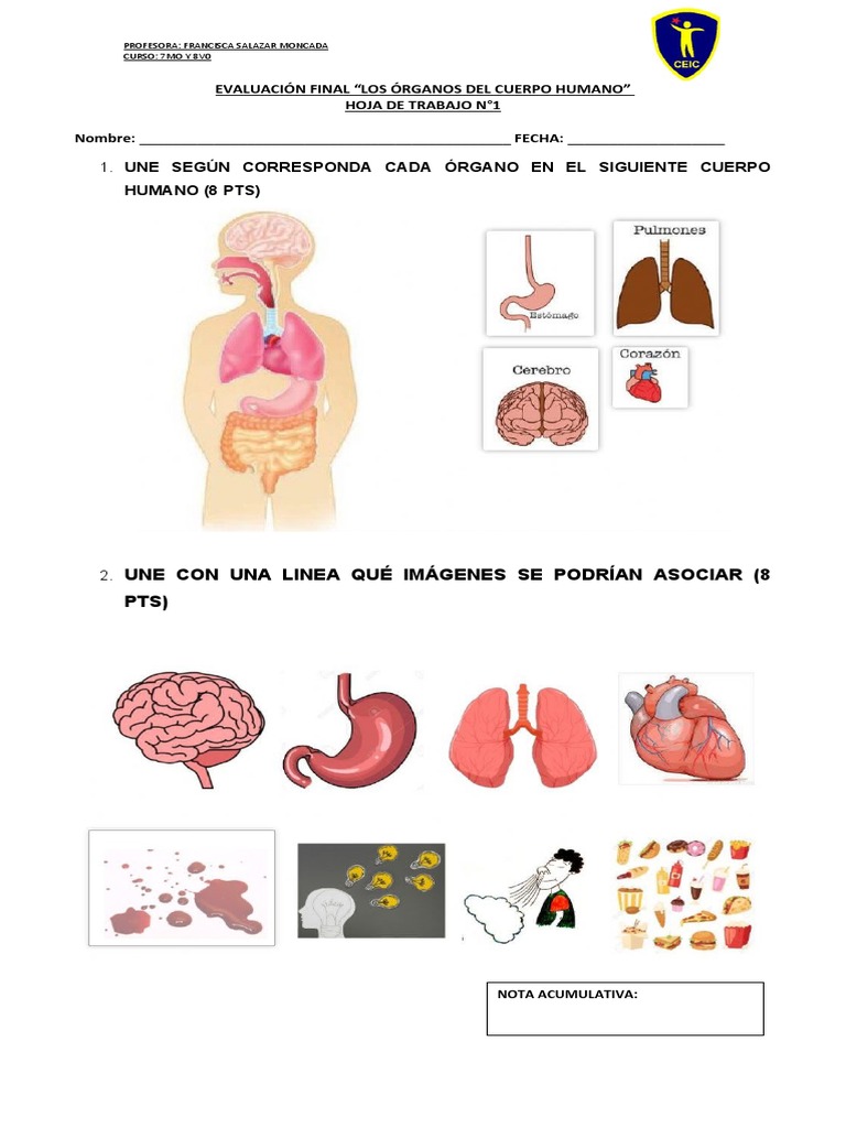 Hoja De Trabajo Con Las Respuestas De Los órganos Principales Del ...