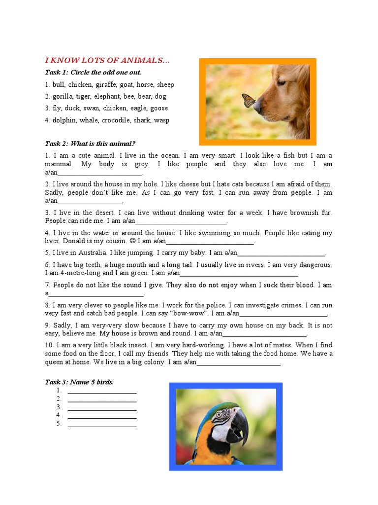 Odd One Out Animal Worksheets | PDF | Mammals | Organisms