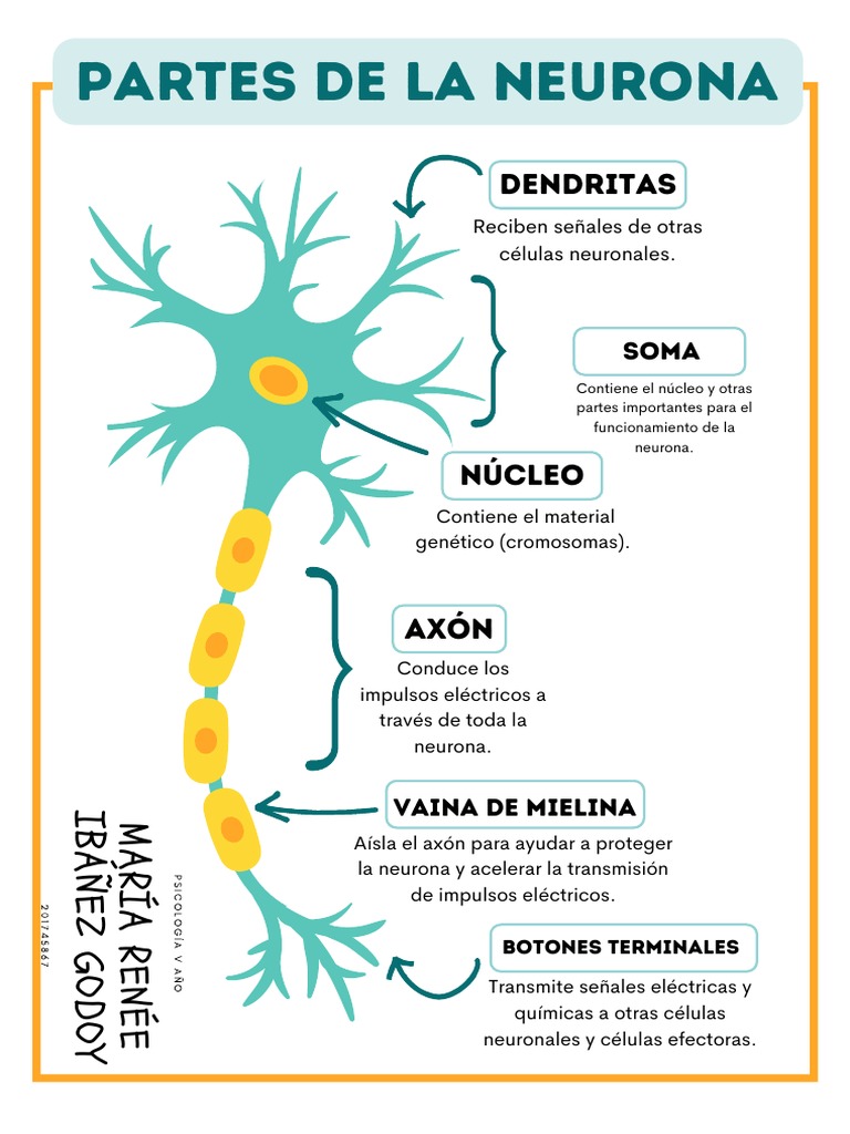 Infografía Partes de La Neurona | PDF | Neurona | Axon