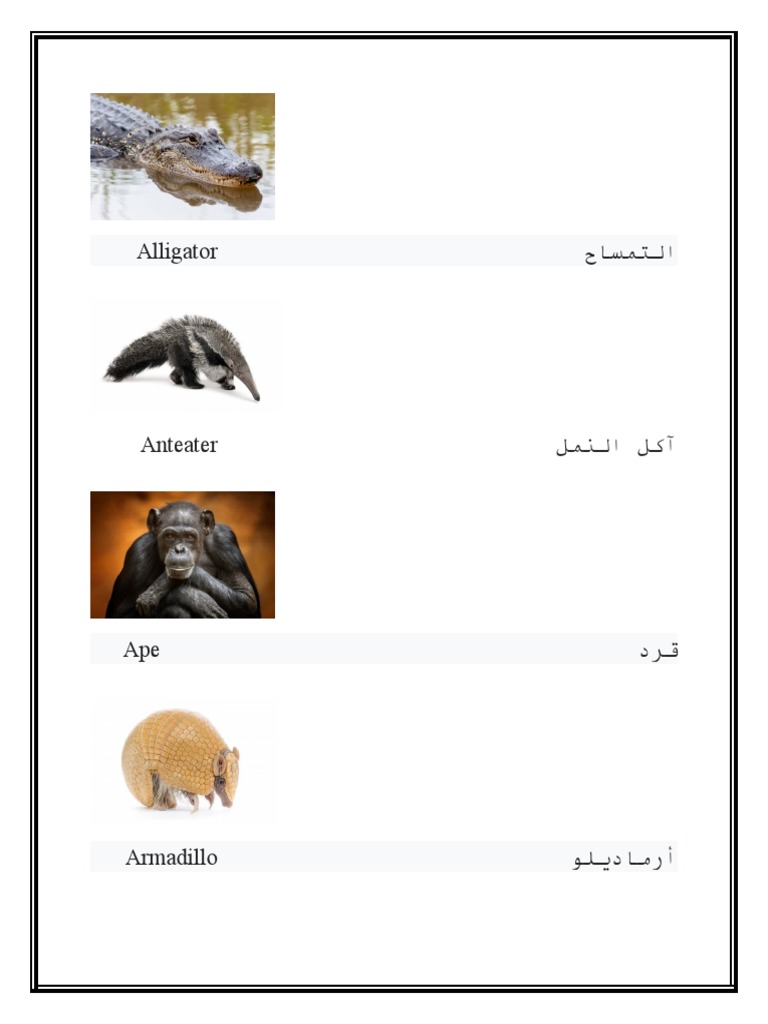 Animals in Arabic | PDF