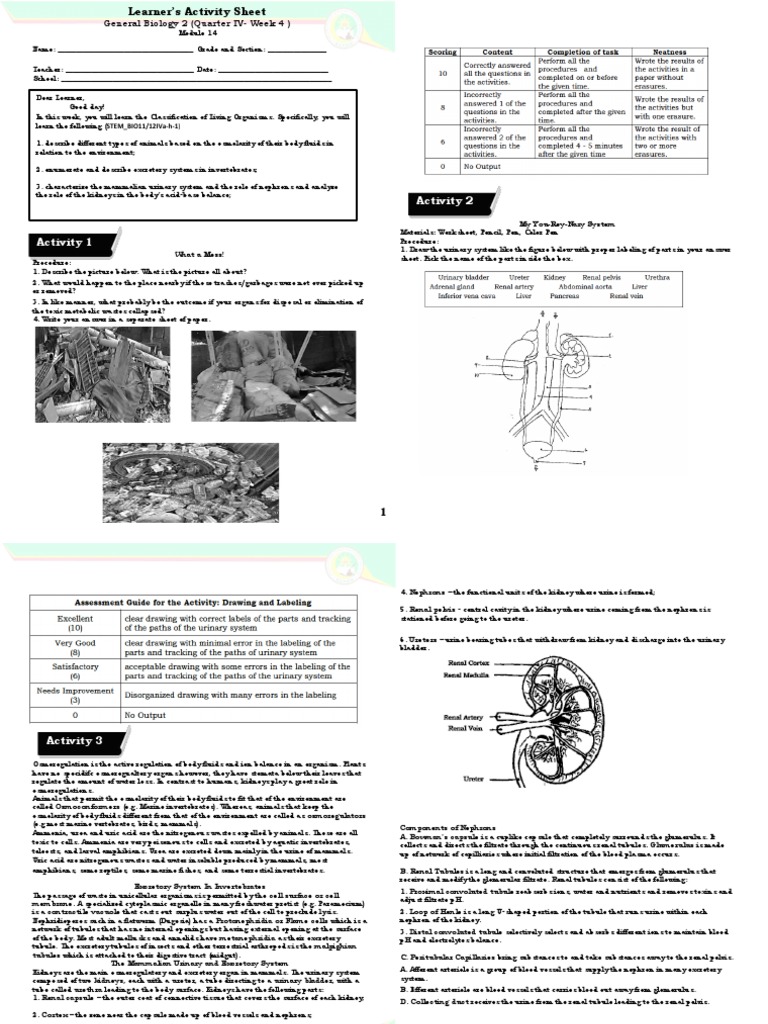 Gen Bio 2 Q4 LAS 4 Module 14 | PDF | Kidney | Urinary System