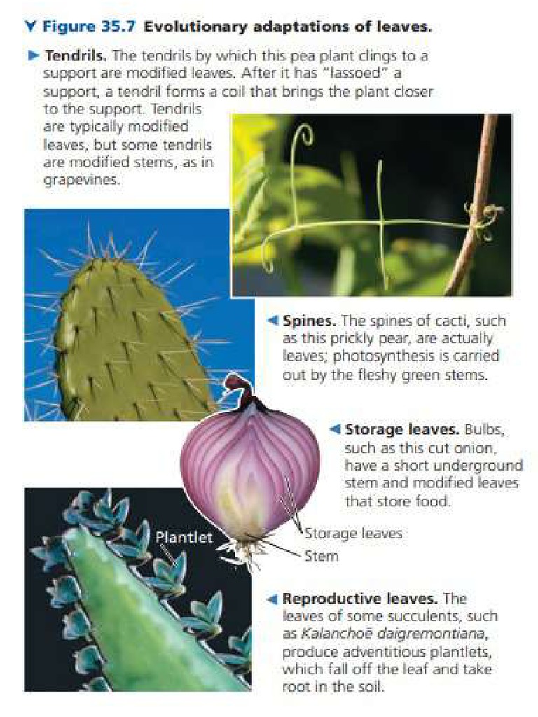 Evolutionary Adaptations of Leaves | PDF