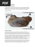 Anatomia y Fisiologia de Aparato Reproductor Del Gallo | PDF | Salud y ...