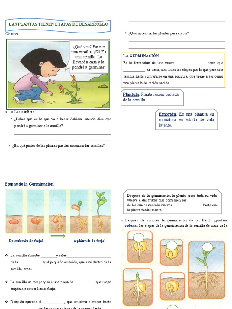 P-3-Ct-U6-S3 (Las Plantas Tienen Etapas de Desarrollo) R | PDF ...