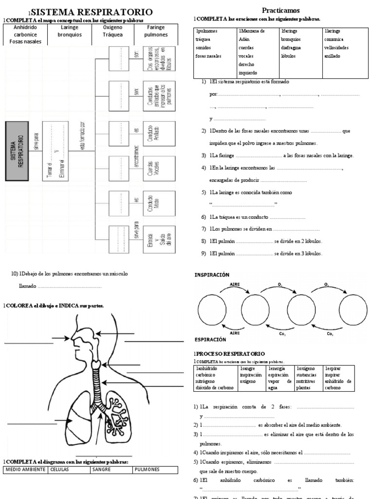 Sistema Respiratorio - Fichas | PDF | Pulmón | Sistema respiratorio