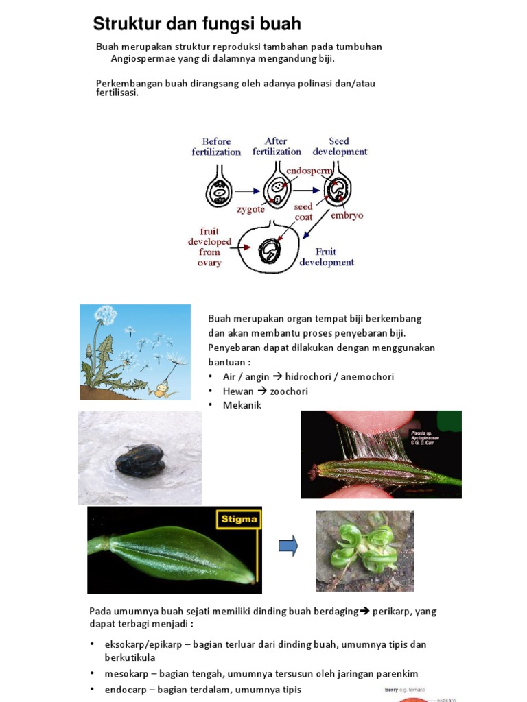 Anatomi Buah Dan Biji | PDF