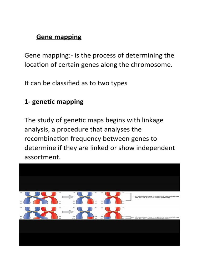 Gene Mapping | PDF | Genetic Linkage | Genetics