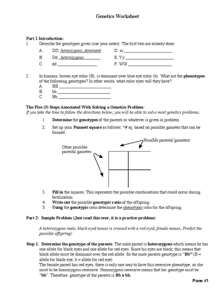 Genetics Worksheet and Punnett Squares | PDF | Dominance (Genetics ...
