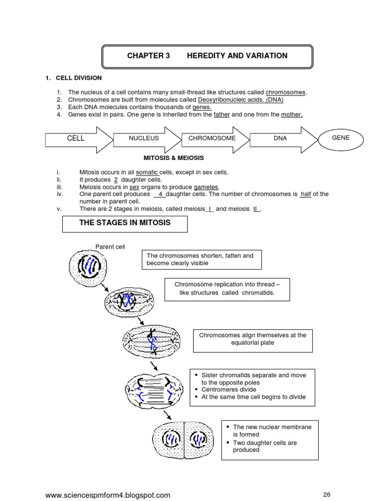 Chapter 3 Heredity and Variation: 1. Cell Division | PDF | Meiosis ...